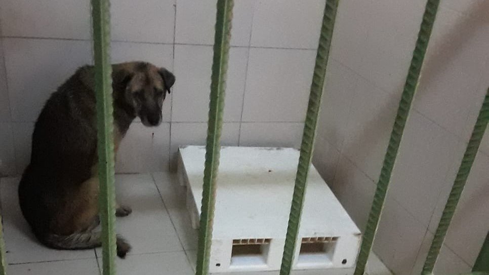 Kampanya · Dikkulak'ı Öldürmediyseniz Tedavisine Neden Engel ...