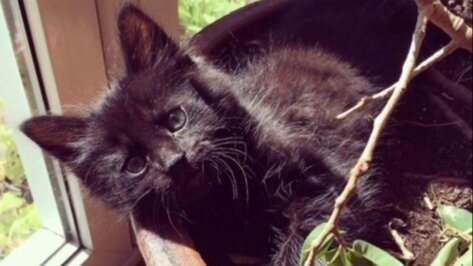 Petition · Ban Cat Hit & Runs - United Kingdom · Change.org