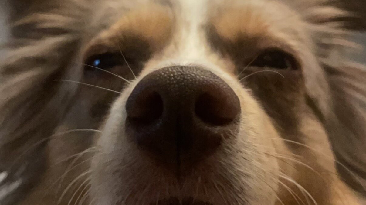Petition · BarkBox To "Barf"Bag : Help Bring Back the Box! - United ...