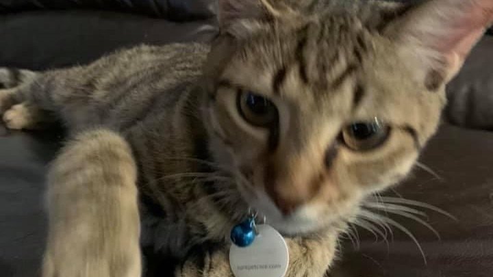 Petition · Ban cats from being allowed outside. Save our wildlife ...