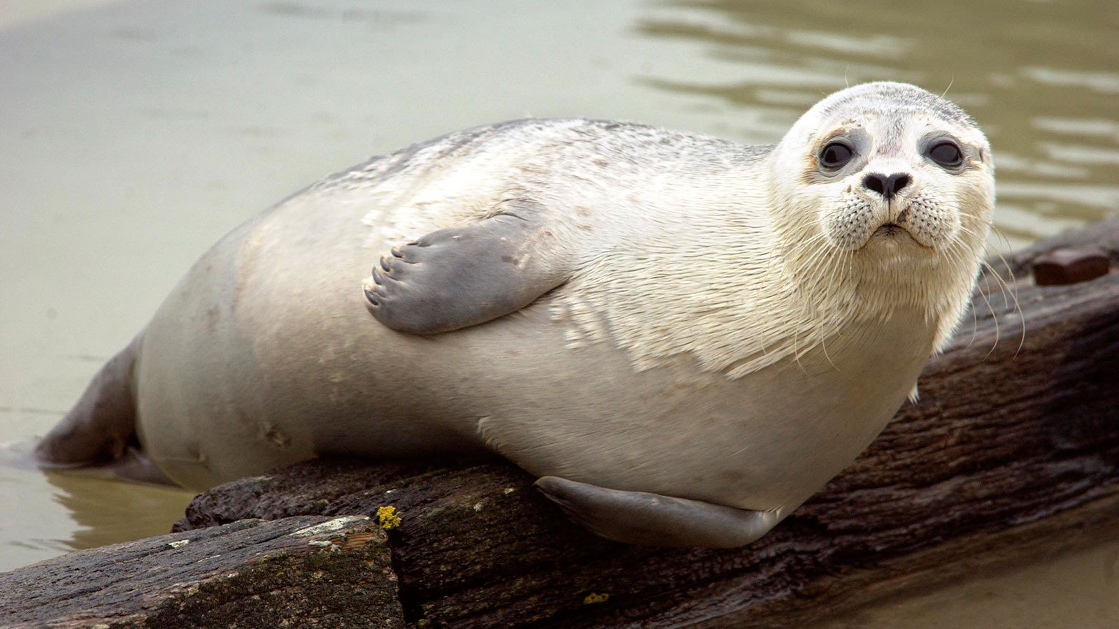 Petition · Save our Seals - United Kingdom · Change.org
