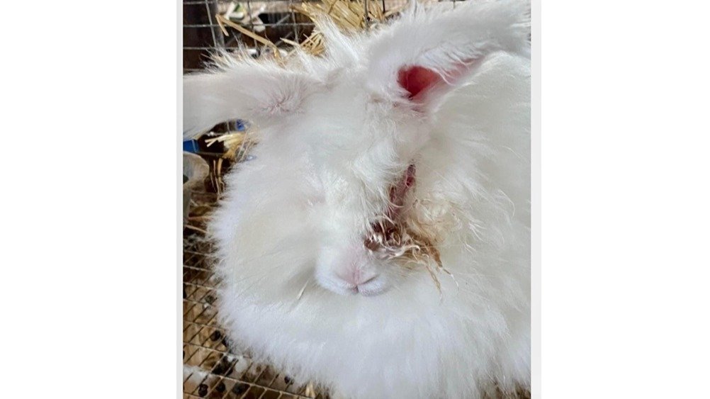 Petition update · "We are not a traditional rescue because we select ...