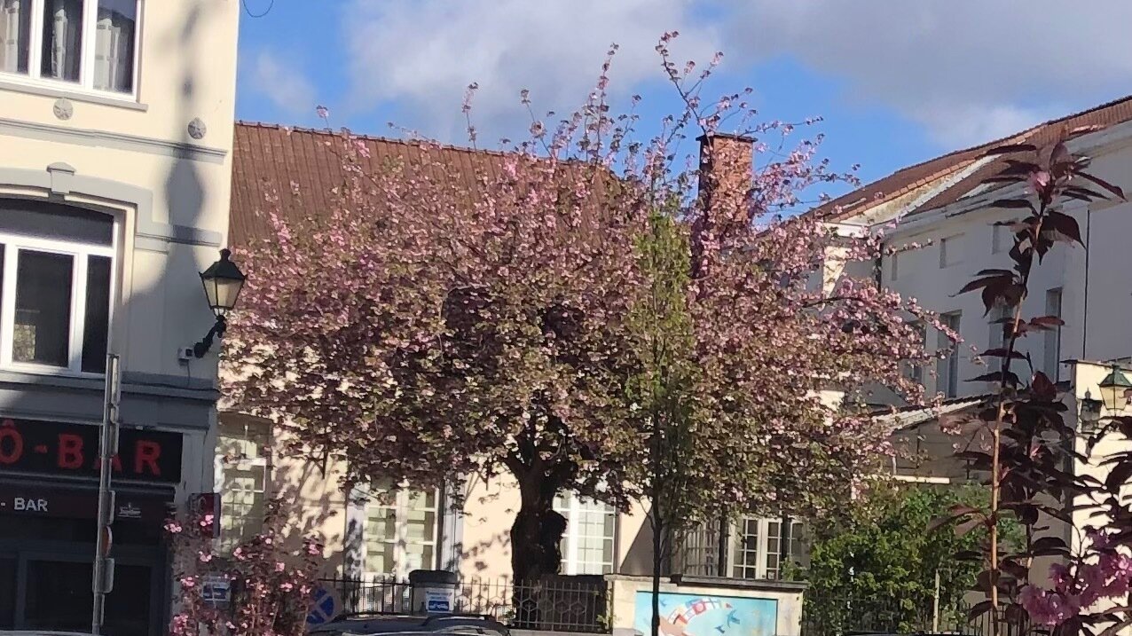Petition Sauvez Le Cerisier Du Parvis Saint Pierre Uccle Uccle petition-sauvez-le-cerisier-du-parvis-saint-pierre-uccle-uccle