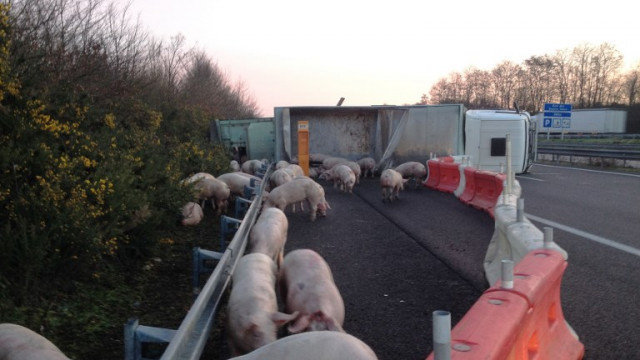 Petition · Canadian farm animals involved in transport accidents need ...