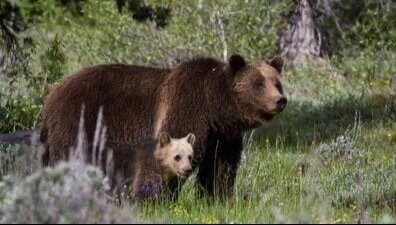 Petition · REMOVE GRIZZLY BEAR PROTECTION FROM THE ENDANGERED SPECIES ...
