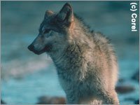 Petition · Support a National Wolf Recovery Plan · Change.org