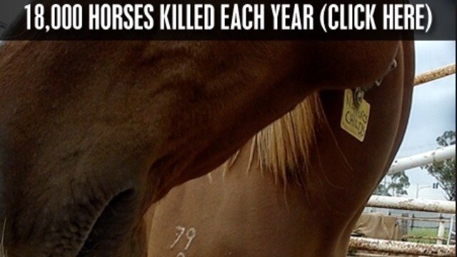 Petition · Stop Racing under 3 year old horses! And over breeding ...