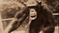 Petition · Immortalise Mickey The Monkey - United Kingdom · Change.org