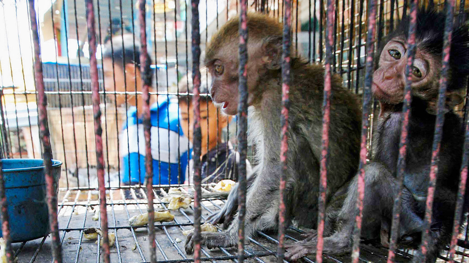 Petition · Animal Rights and Welfare - Philippines · Change.org
