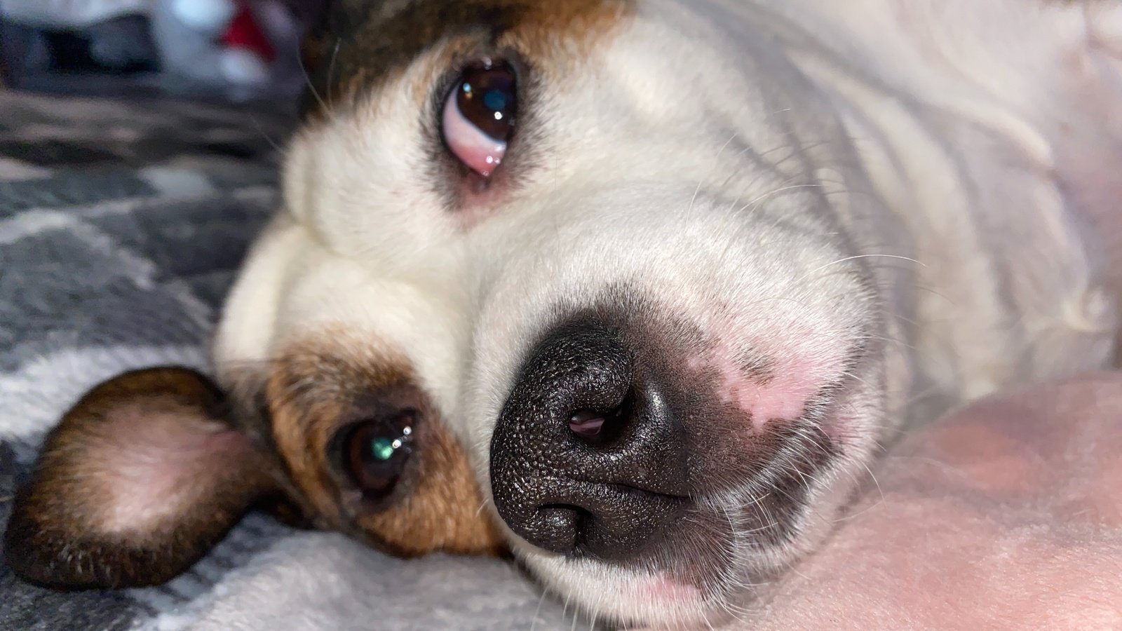 Petition · Classifying dogs as a family member and not just a person’s ...