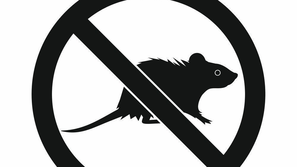 Petition · Emergency Action on Rats in Dublin Now - Ireland · Change.org