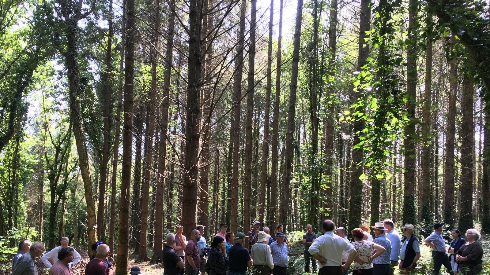 Petition · Ireland - the future of forestry - Ireland · Change.org