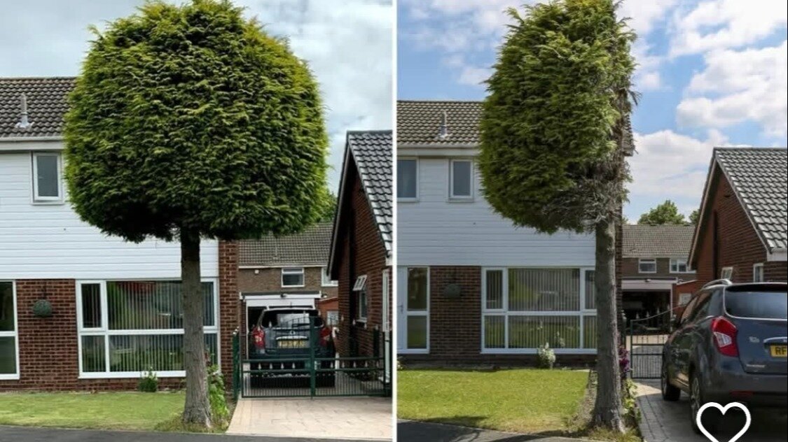 Petition · Expand Tree Protections in Riverside to Include Private Land ...