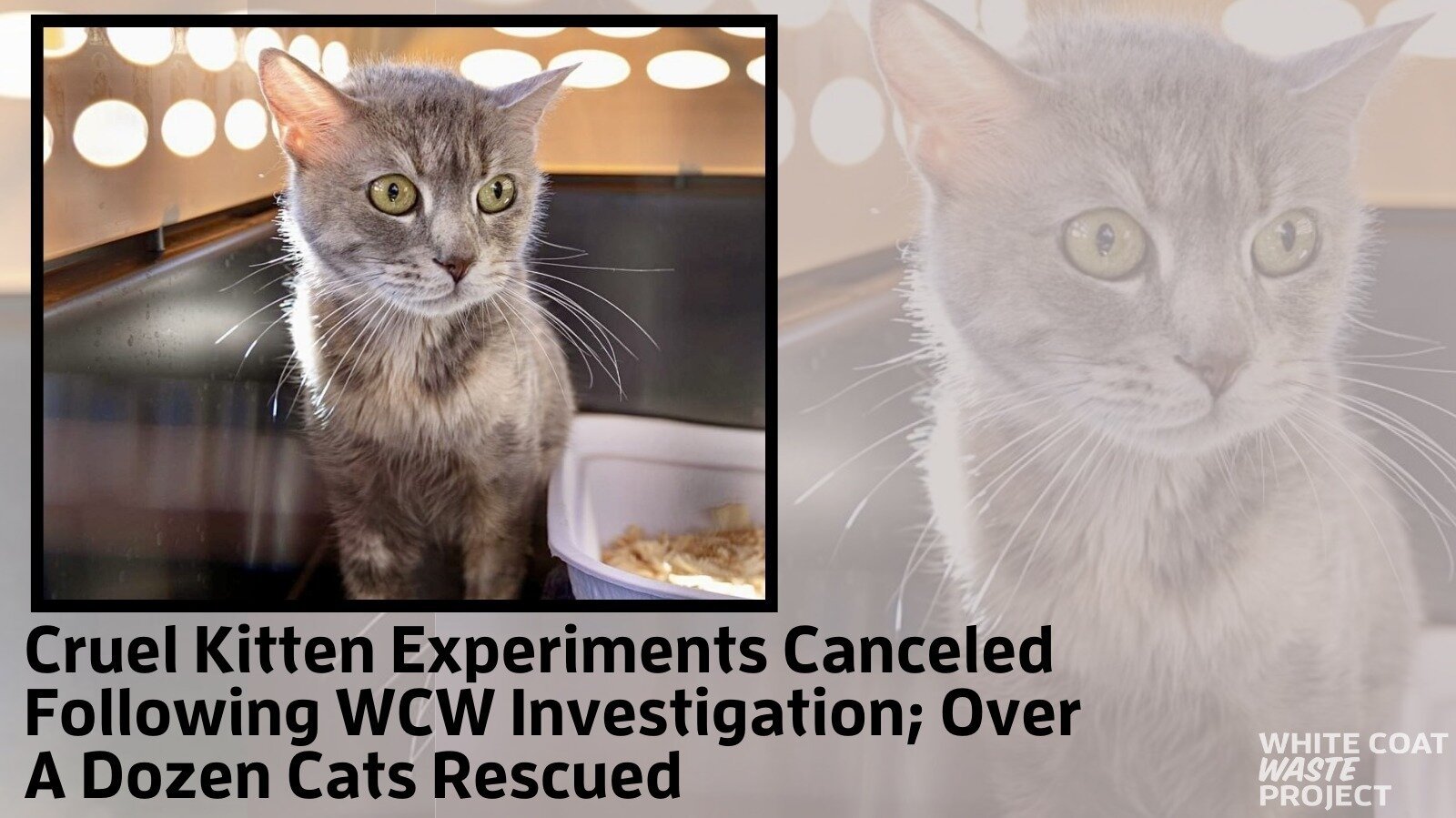 Petition update · WCW WIN: UC-Davis Shuts Down Cat Breeding Program ...