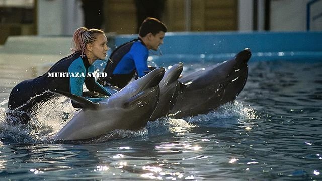 Petition · Not your entertainment- End The Dolphin Show In Lahore ...