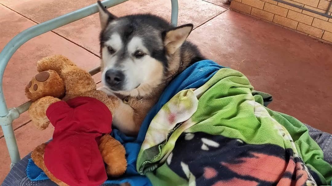 Petition · 24 Hour Release of Impounded Pets and Better Pound ...