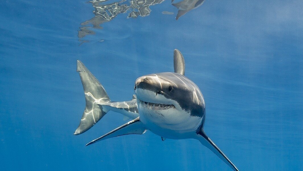 Petition · Help Save Sharks From Bycatch! - United States · Change.org