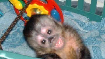 Petition · Stop the U.K. PRIMATE TRADE - United Kingdom · Change.org