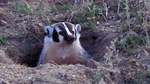 Petition · Save the badgers in Southern Ontario! - Canada · Change.org