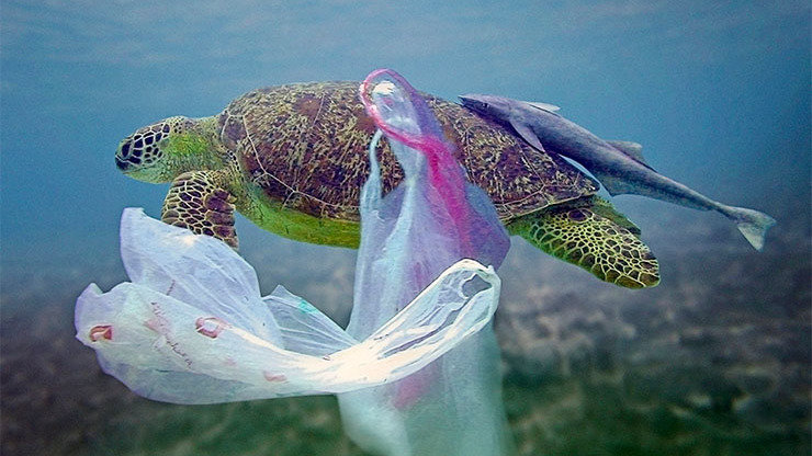 Petition · Phase out Plastic Bags NZ - New Zealand · Change.org