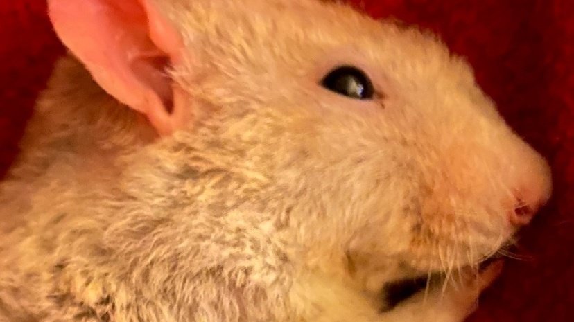Petition · STOP INHUMANE RAT AND MOUSE KILLERS - United Kingdom ...
