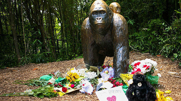 Petition · Cincinnati to build Harambe Memorial - United States ...