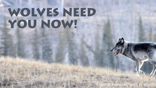 Petition · Help Protect Wolves in California - Sacramento, United ...