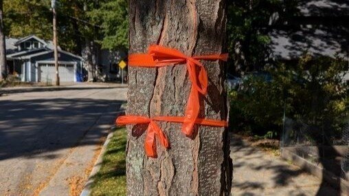 Petition · Save Our Bellaire Court Trees - Appleton, United States ...