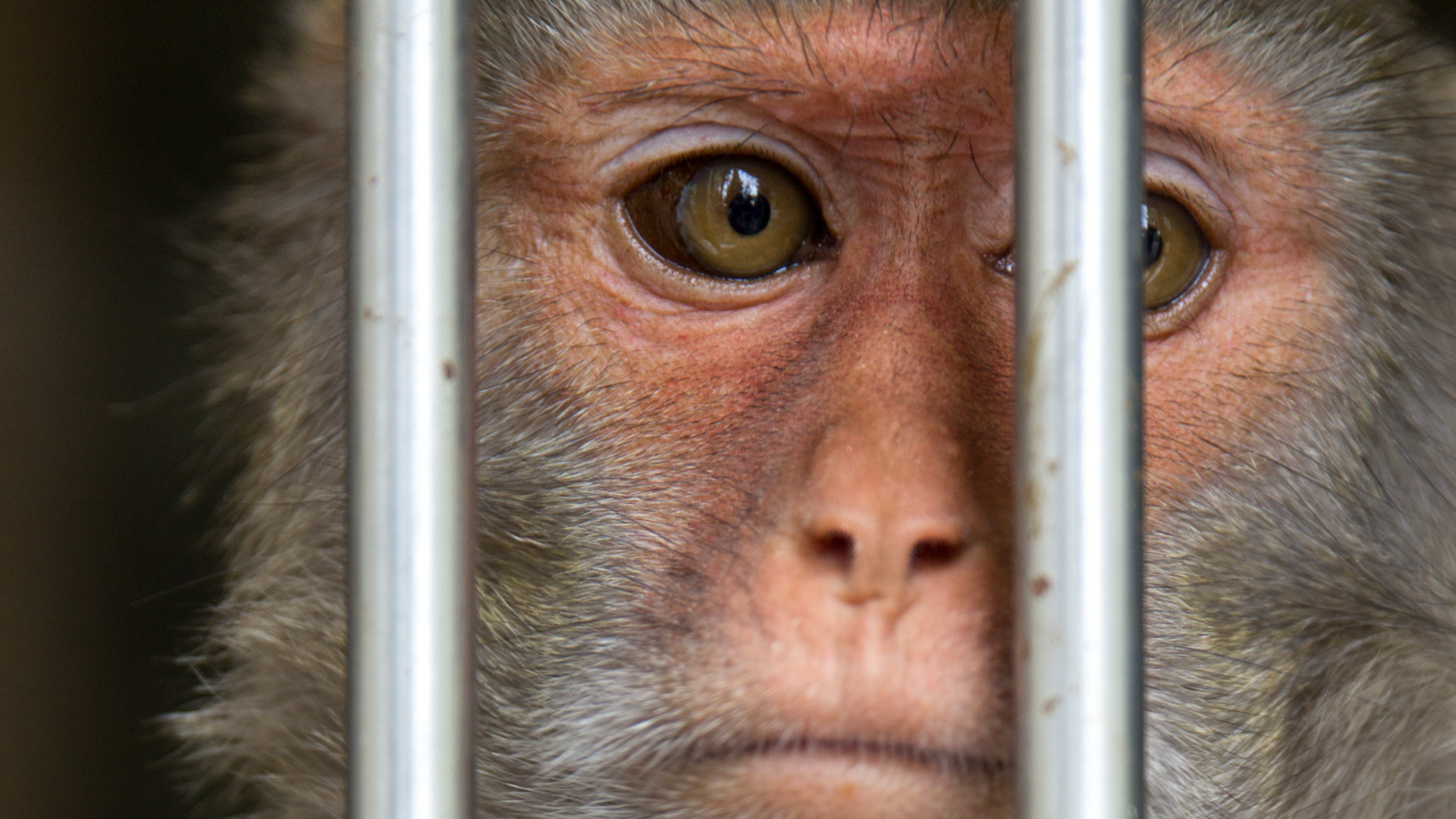 Petition · STOP Animal Testing! - United Kingdom · Change.org