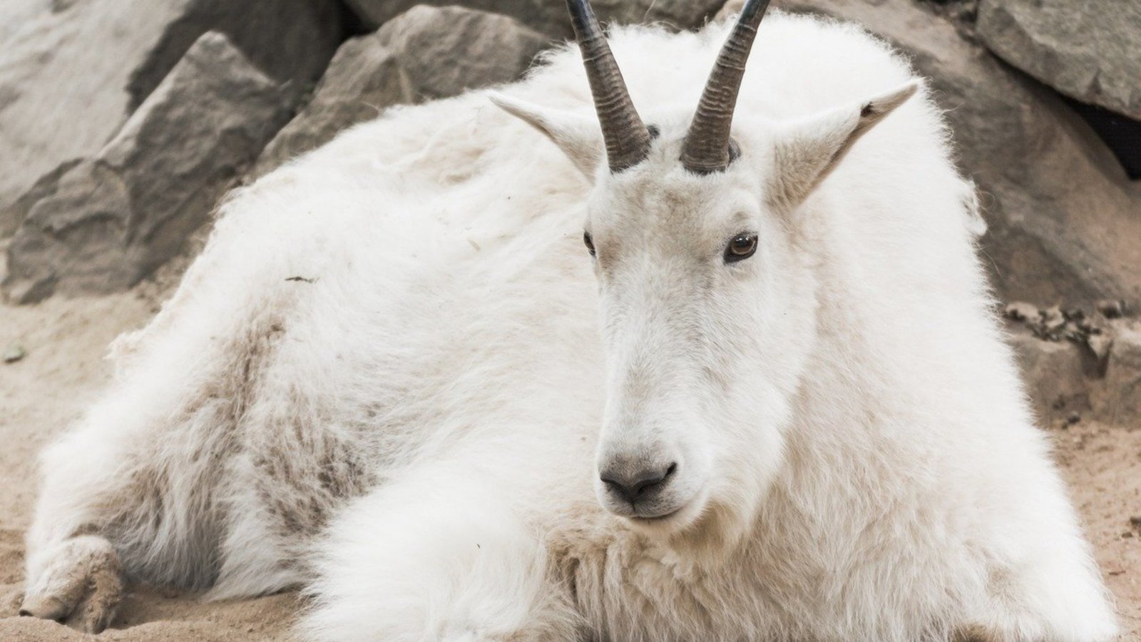 Petition · Stop the Destruction of Utah Alpines - United States ...