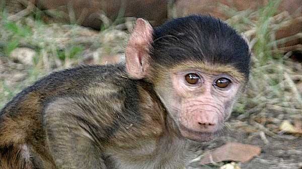 Petition · SAVE the University of Oklahoma baboons! STOP Transfer to ...