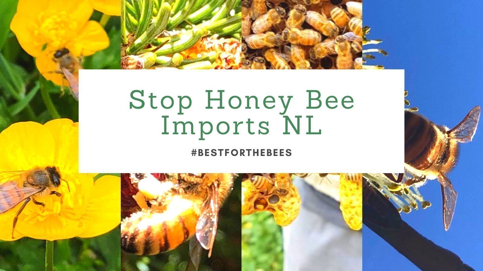 Petition · Best for the Bees: Stop Honey Bee Imports NL - Canada ...
