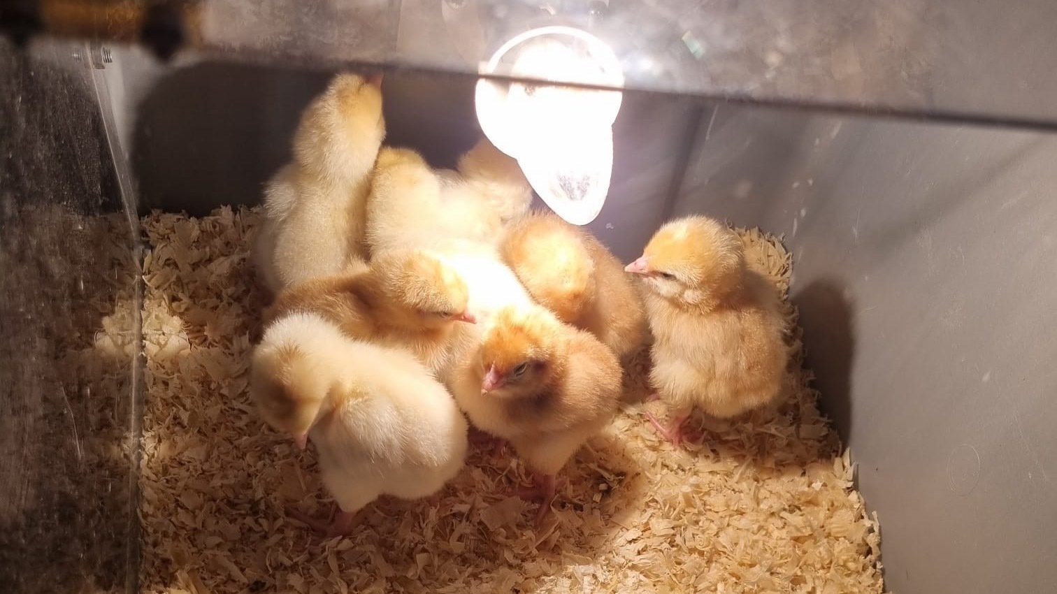 Petition · Stop School’s Hatching Chickens - United Kingdom · Change.org