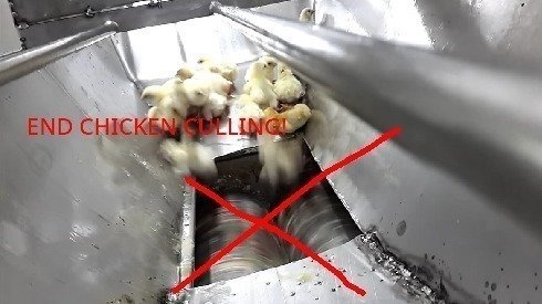 Petition · BAN CHICKEN CULLING! - United States · Change.org