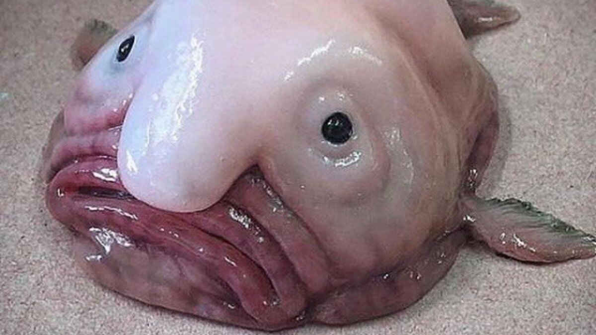 Petition update · Blobfish FACTS! · Change.org · Change.org