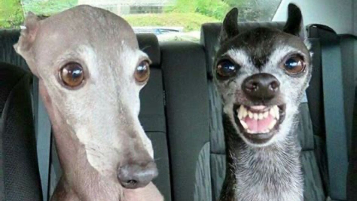 Petition · Nathan put greyboy carti on gnn - United States · Change.org