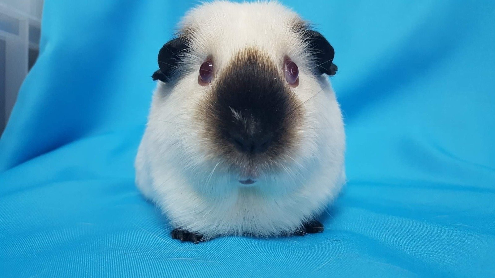 Petition · Allow rabbit/guinea pig waste in garden waste bins - United ...