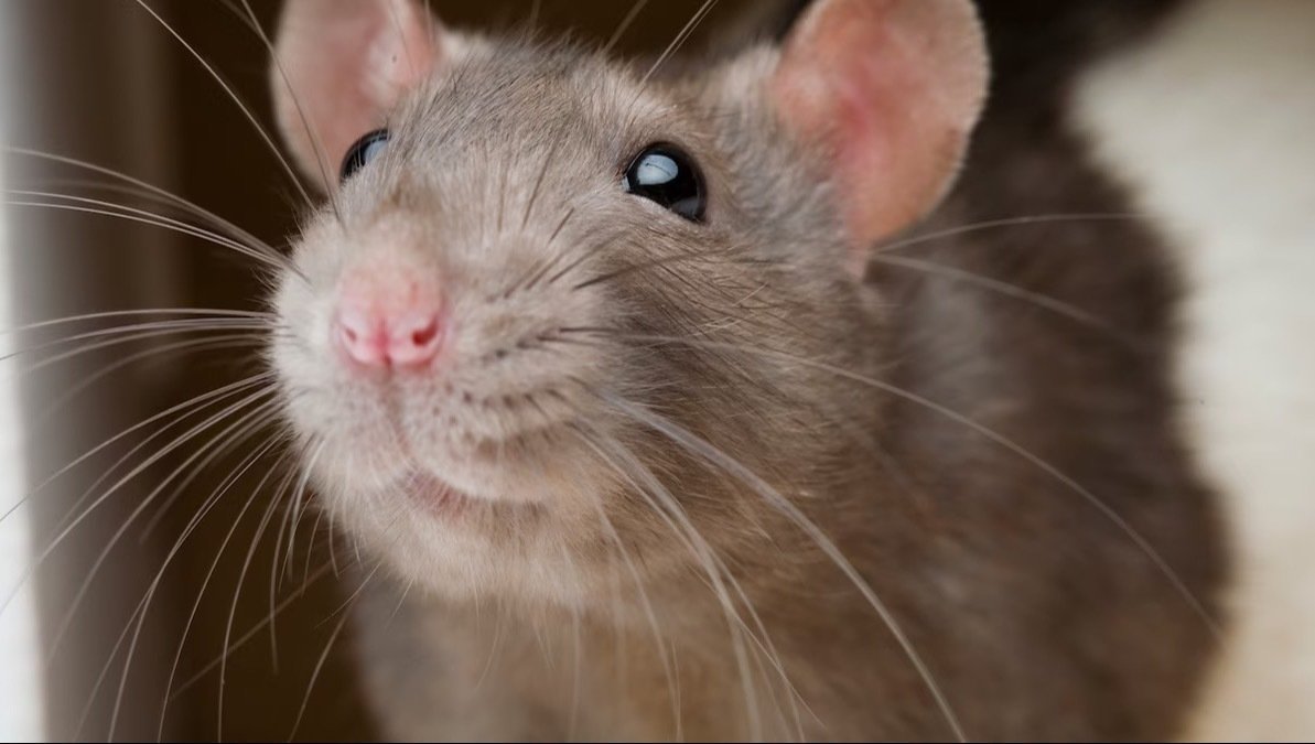 Petition · Petition for a rat - United States · Change.org