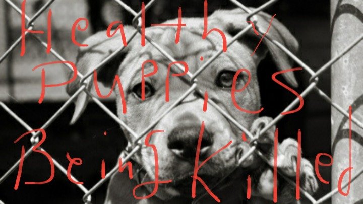 Petition · STOP EUTHANIZING HEALTHY DOGS - United States · Change.org