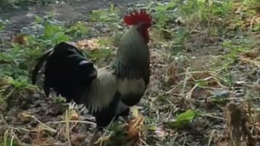 Petizione · GIÙ LE MANI DAI GALLI DI STANGHELLA - Italia · Change.org