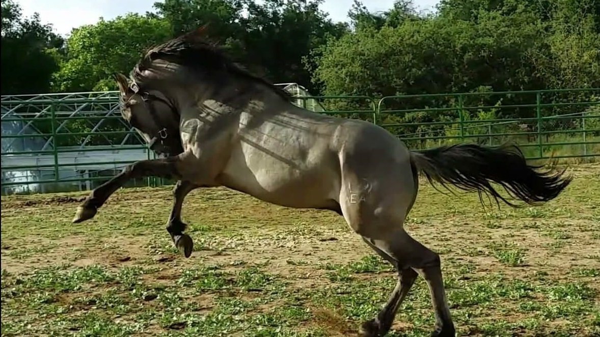 Petition · Make the California Vaquero Horse the state horse of CA and ...