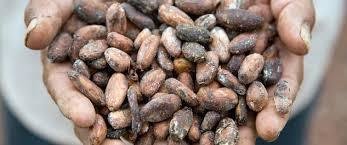 Petition · Start using fair trade cocoa beans!! - United States ...