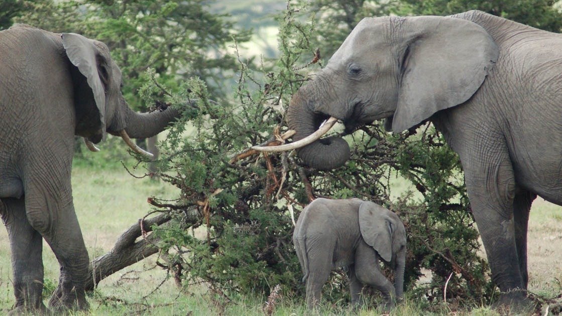 Petition update · Stop the Cruel Trade in Elephants · Change.org ...