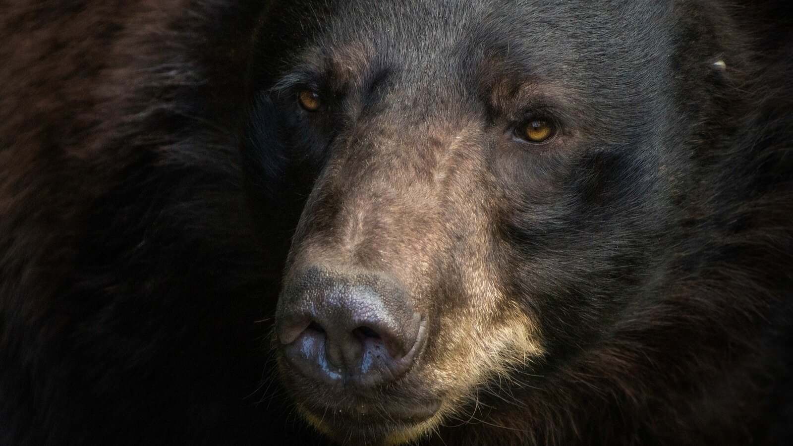 Petition update · UPDATE: Bad News SB -635 - Taking of Bears Moves ...