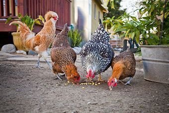 Petition · Allow backyard chickens in Atlantic Beach, FL - United ...