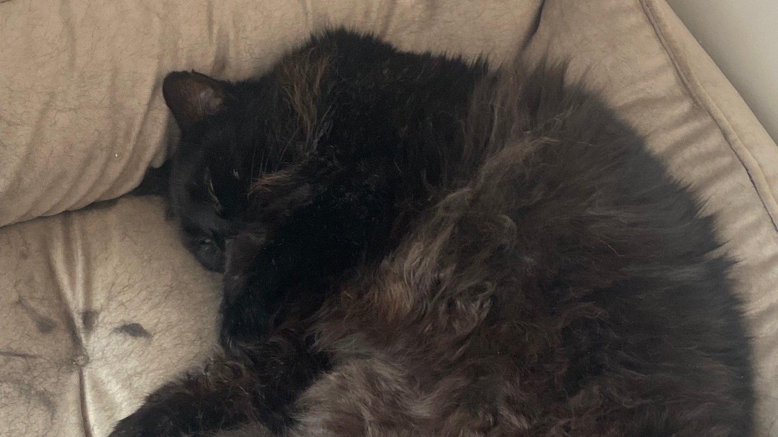 Petition · get the cat for the williams - United States · Change.org