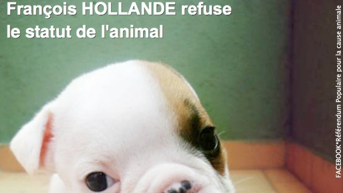 Pétition · référendum Populaire pour modifier le statut de l'animal ...