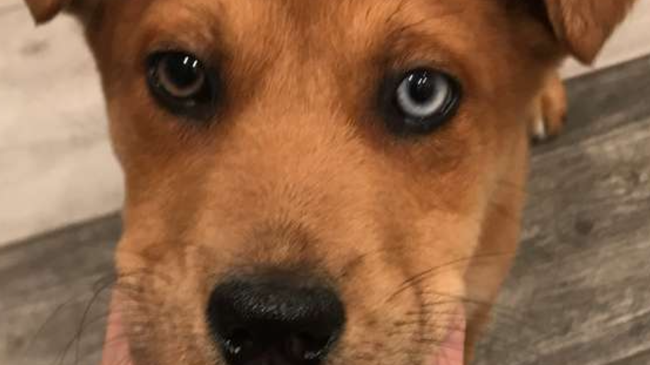 Petition · HELP MY FAMILY GET A NEW PUPPY - United States · Change.org