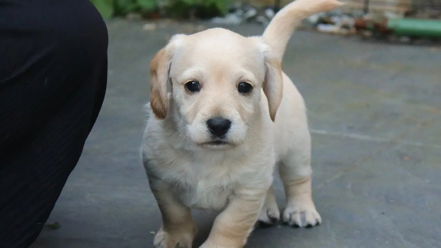 Petition · Justice for Puppies Skinned and Killed in Alaska Animal ...