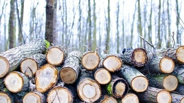 Petition · Stop Illegal logging - Philippines · Change.org